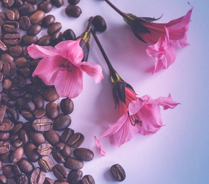 Cómo el café cambia en cada estación: sabores y recetas para la ...